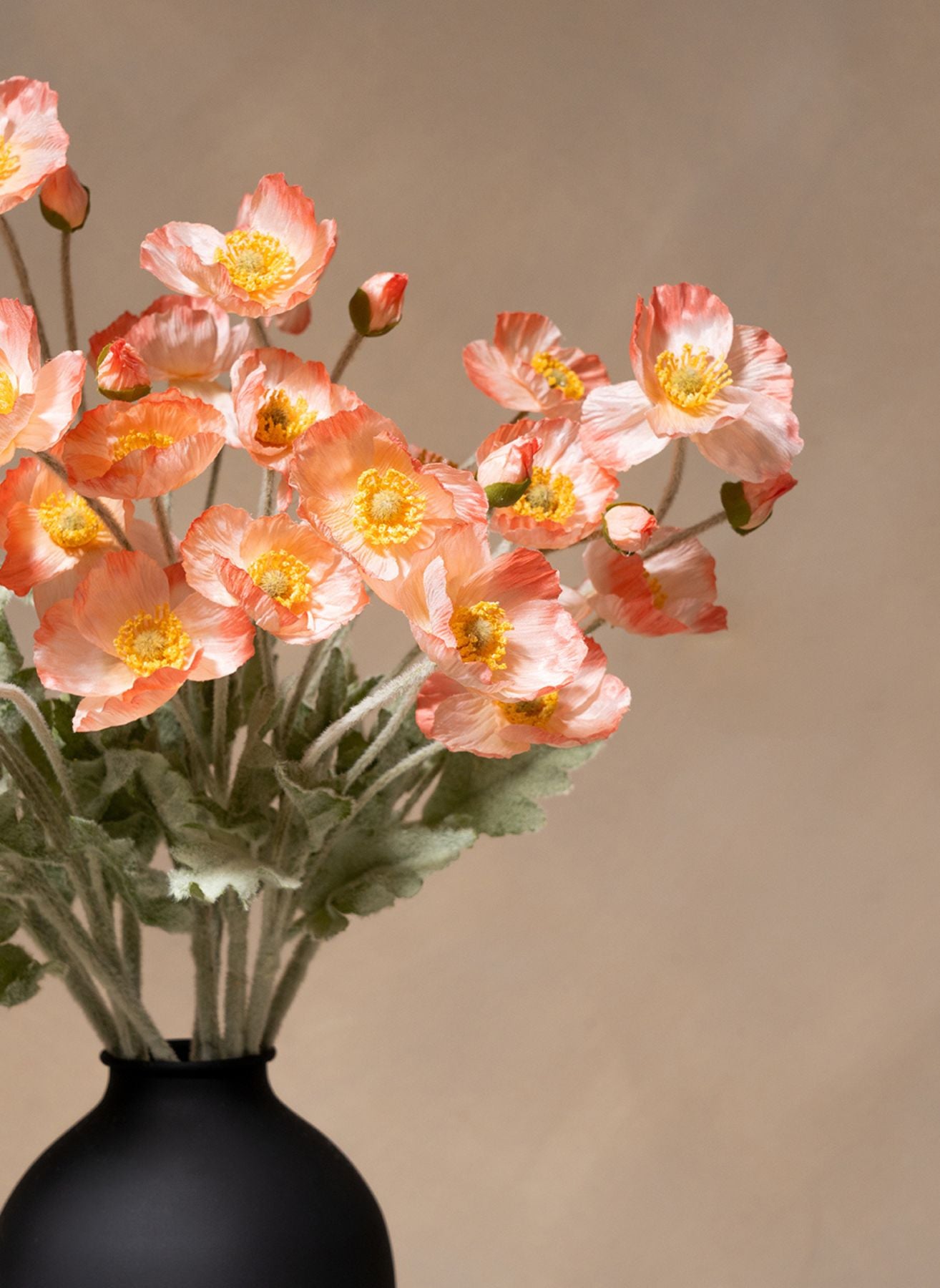 Coquelicots - Vieux rose (10 tiges) – AZIN - FR